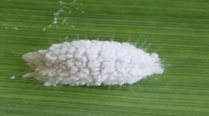 How to Use the Mealy-bug Object Detection API