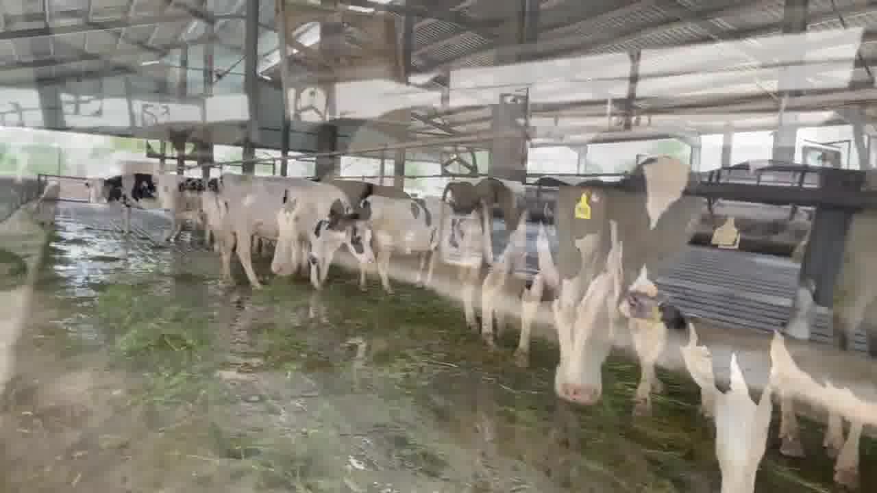 Cattle Object Detection Model by dogs