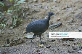 Ivan (ivan-cvk3z) - Roboflow Universe