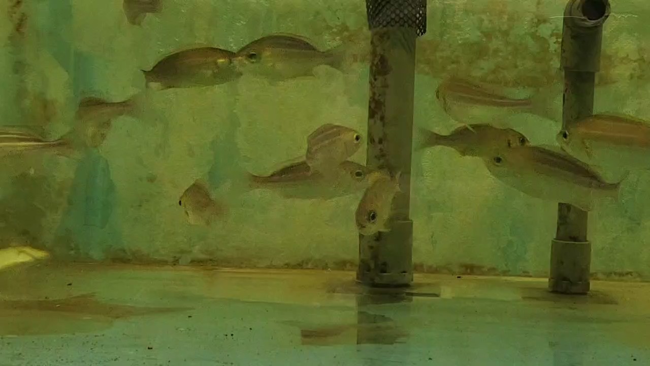 fish_abnormal Object Detection Dataset by fishabnormal