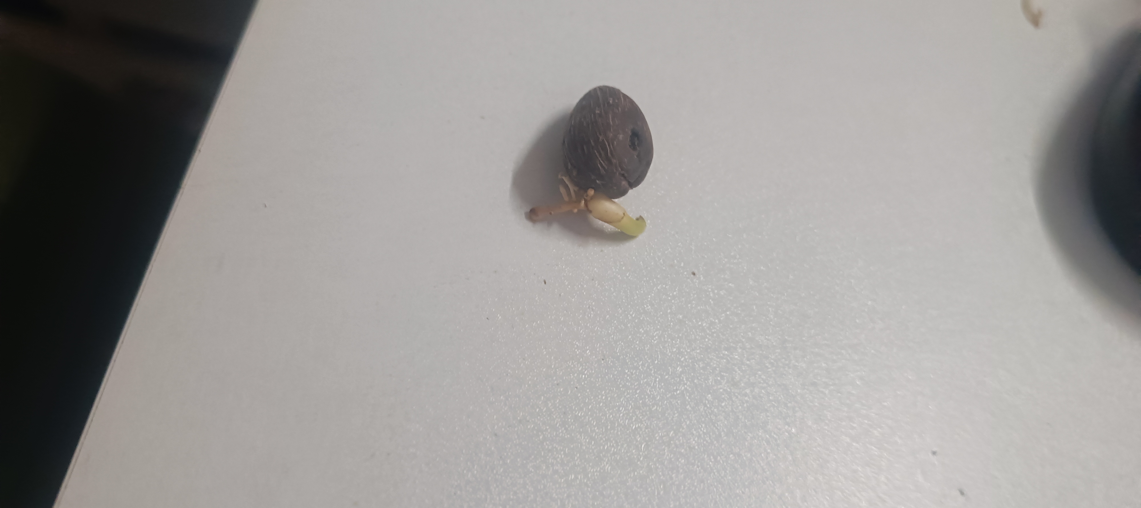 seed Object Detection Model by seedworkspace