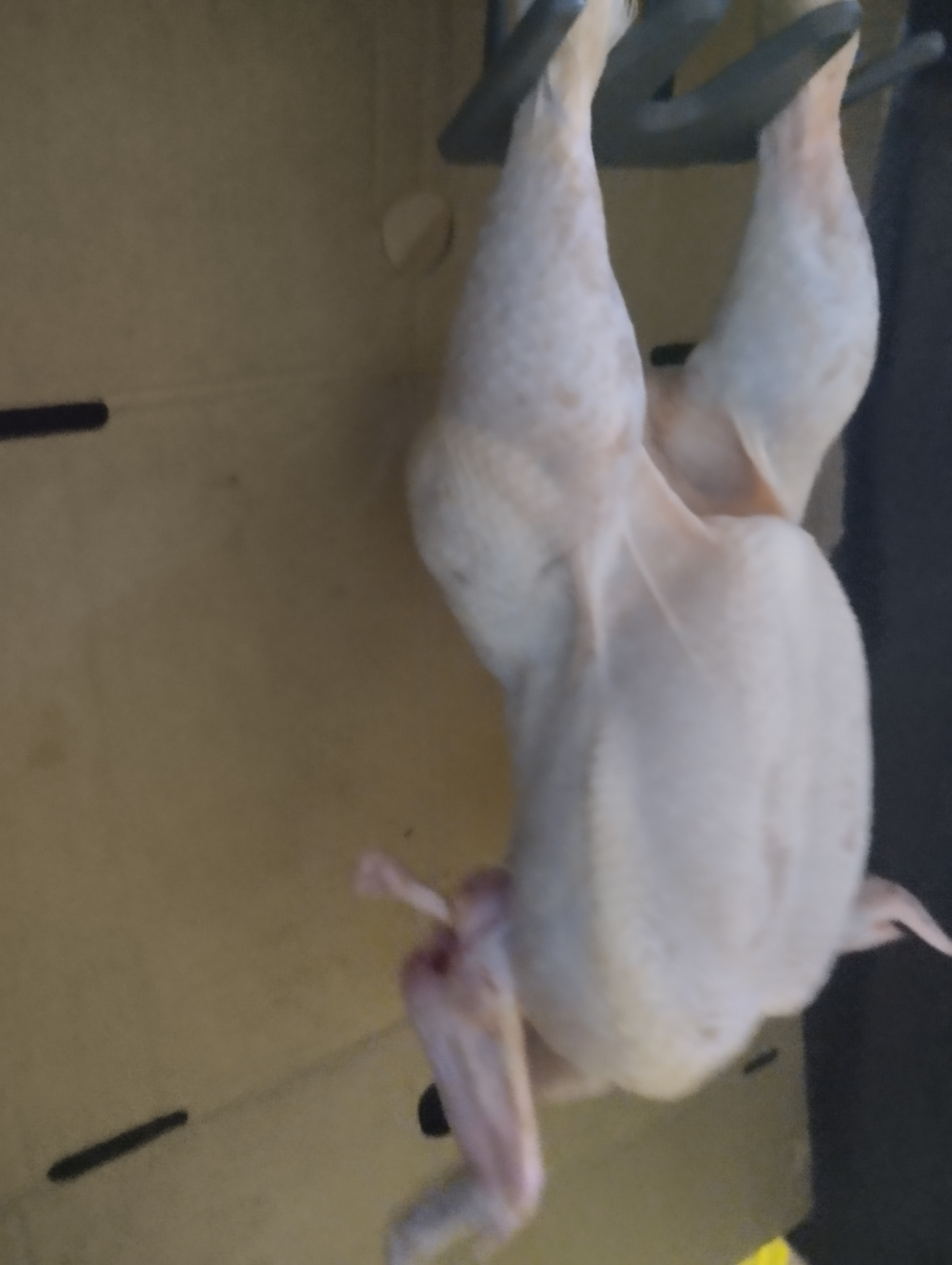 defect_traces_chicken Object Detection Model by Workspace