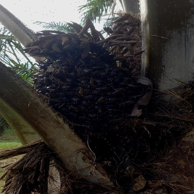 Oil palm tree Object Detection Dataset by ASAAD TAHA