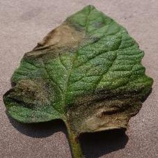 Late Blight Semantic Segmentation Model by UPIDET