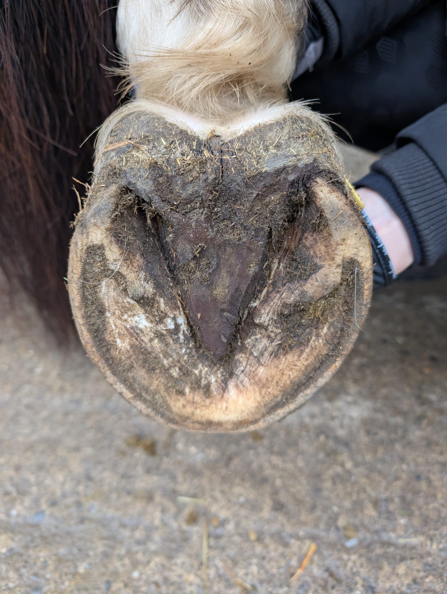 hoof-polygons Instance Segmentation Dataset by hoof