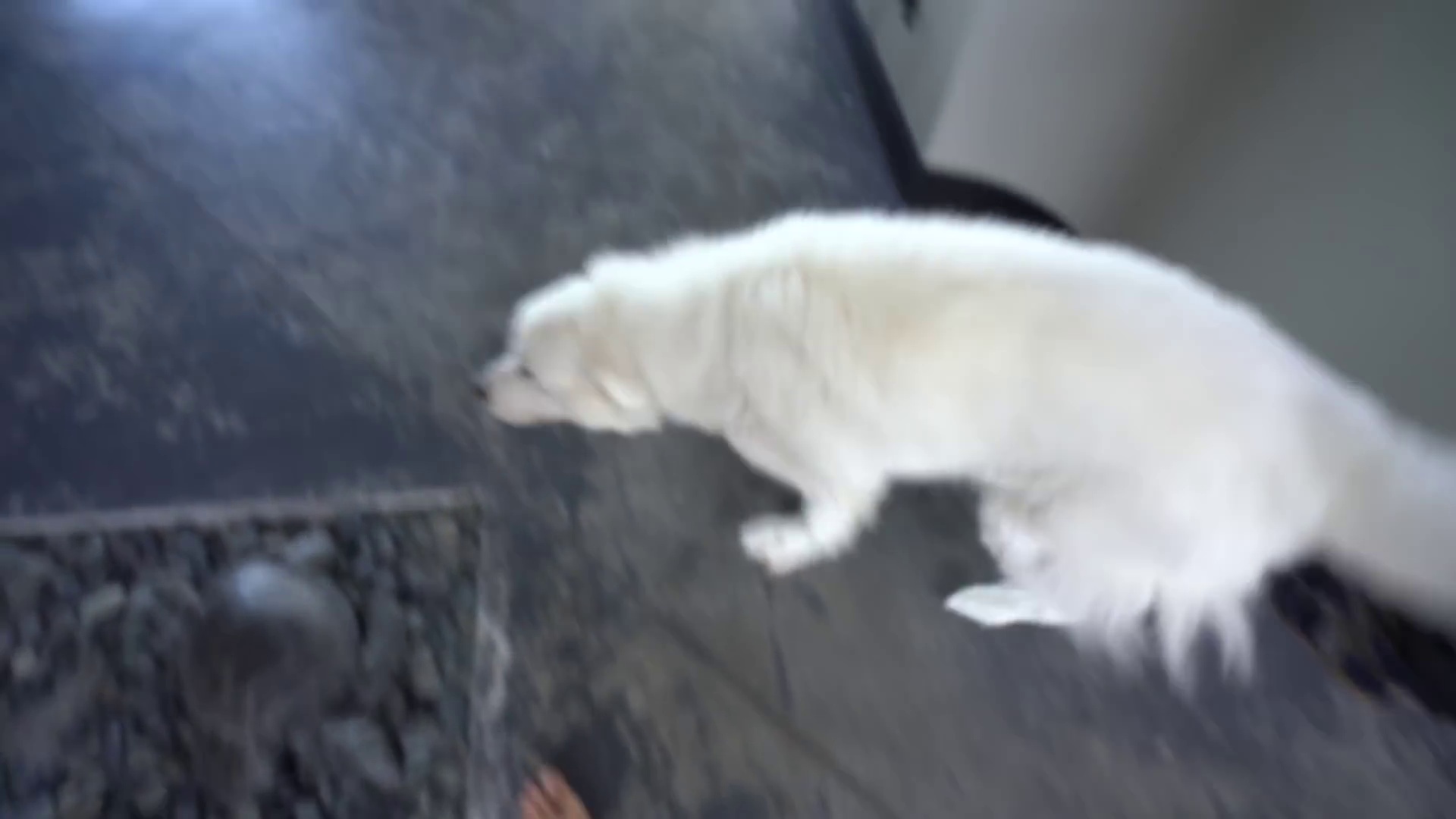 Dog Detection Object Detection Dataset and Pre-Trained Model by Intruder Detection