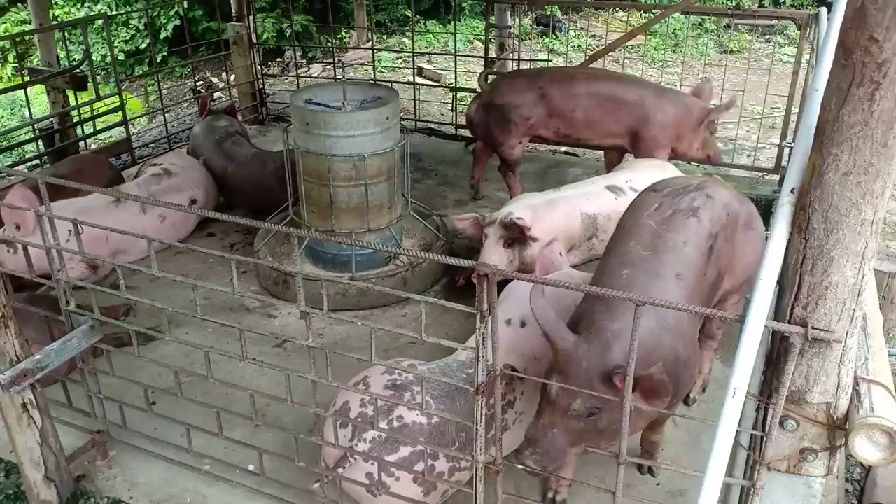 Pig_from_chula Object Detection Dataset by Penguin