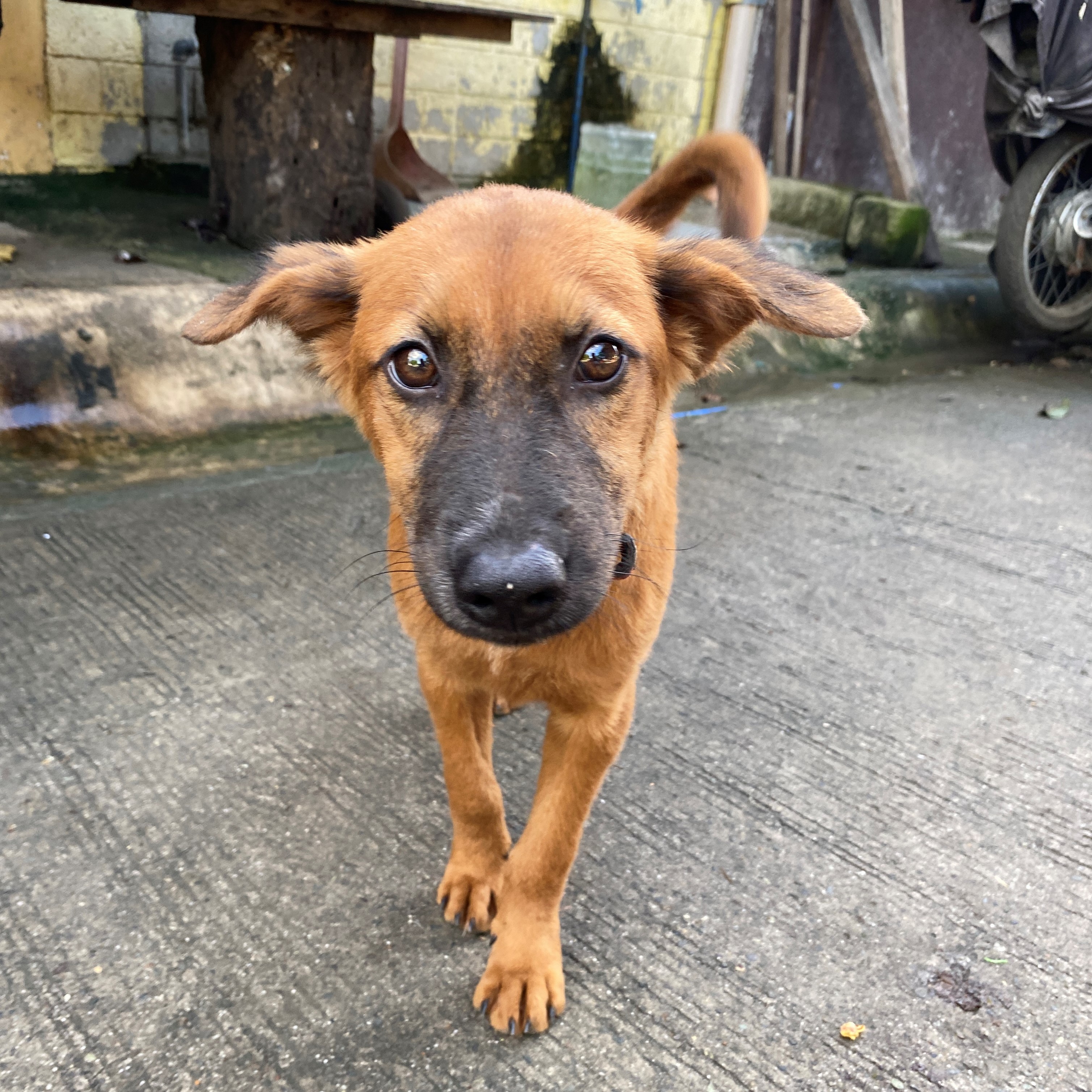 Projects (projects-ioozo) - Roboflow Universe