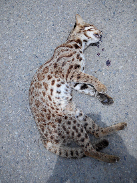 cat Object Detection Dataset (v1, 2024-11-29 11:47am) by HUNG HSUN CHEN