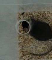 How to Use the hbt colliding detector Instance Segmentation API