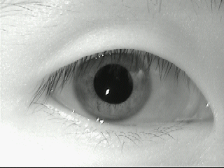 iris Object Detection Dataset by iris annotation