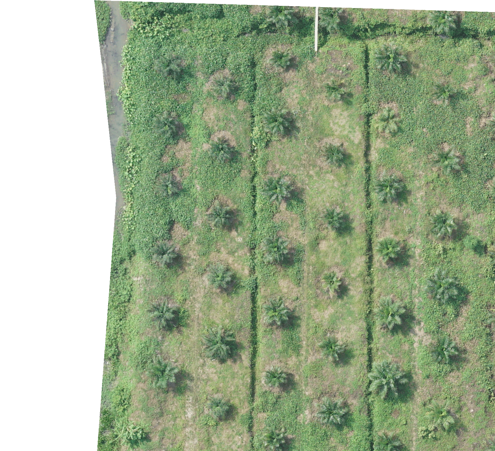 Oil Palm Tree Object Detection Dataset And Pre Trained Model By Noval