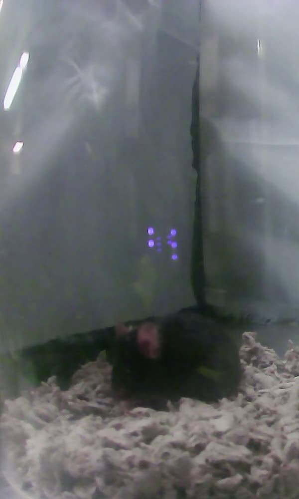 Logan Lab - Roboflow Universe