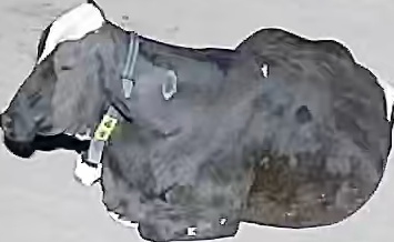 Cow-classification Classification Dataset by Semenstraw