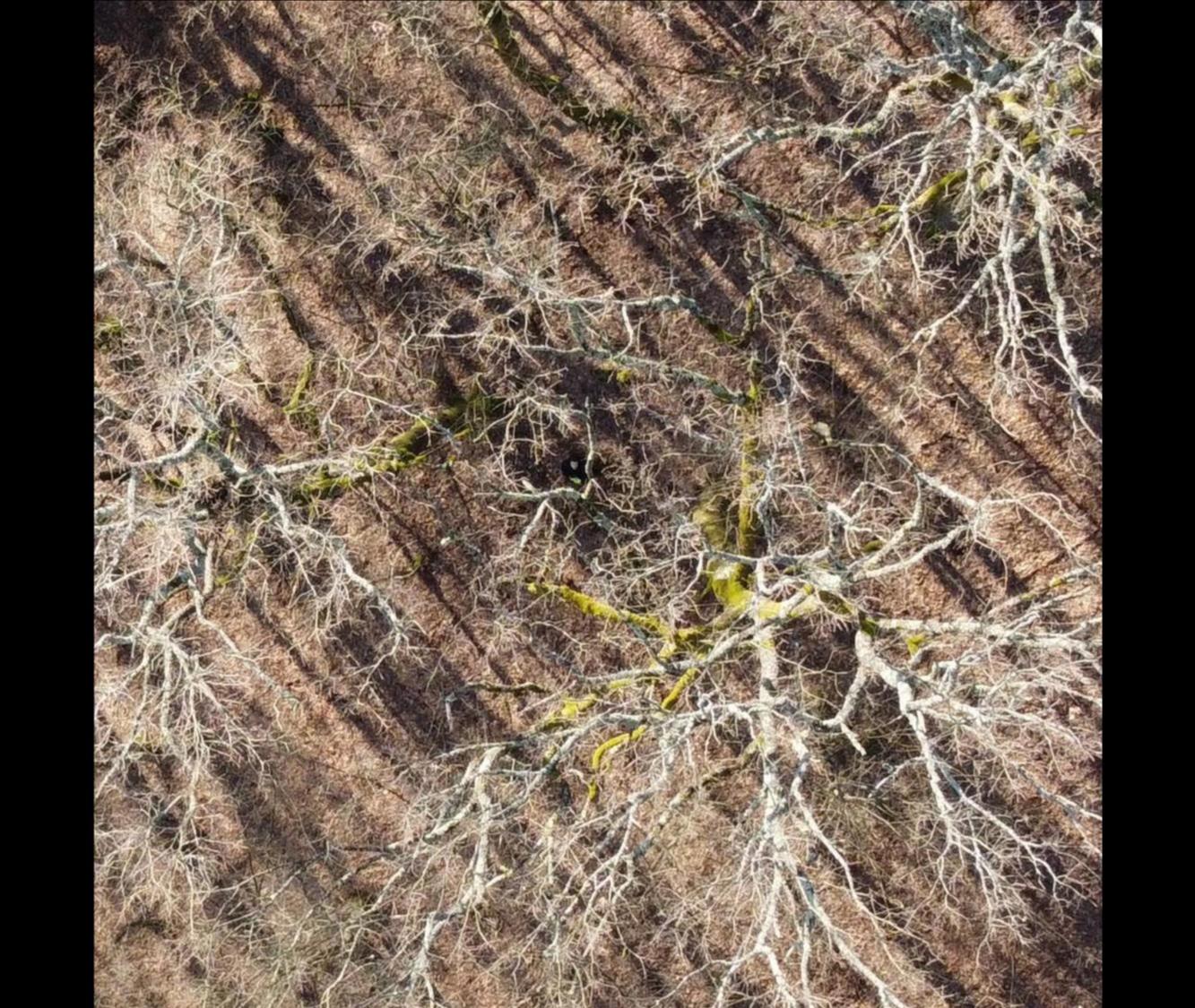 Bird nest detection Object Detection Dataset by Feszek