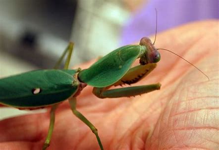 Mantis Classification Object Detection Dataset and Pre-Trained Model by ...