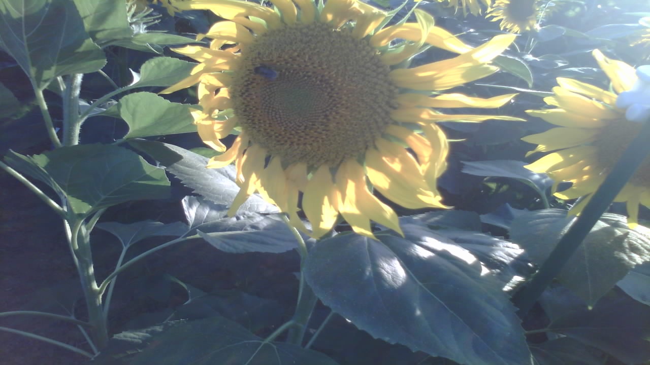 France Dataset Roboflow Universe