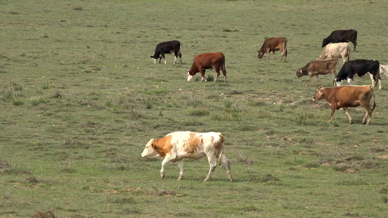 Cows 2 Object Detection Dataset By Cows2