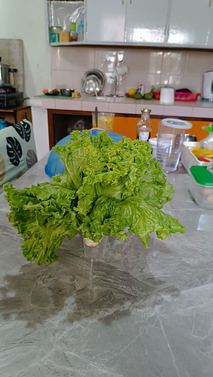 Lettuce Ready to Harvest Object Detection Dataset and Pre-Trained Model by HoopHouse