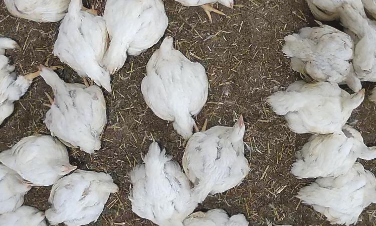 Ivan (ivan-5cie6) - Roboflow Universe