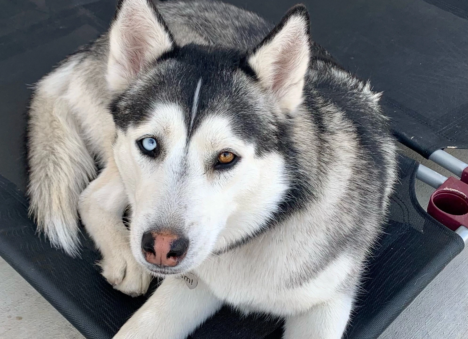 Dog Object Detection Dataset by JIRAPHAT HENGSAP013