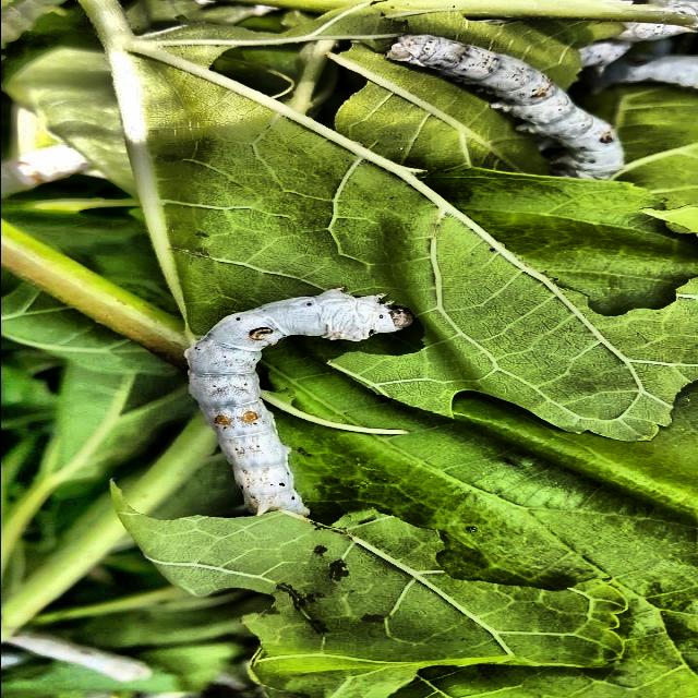 worm Object Detection Model by project-bs5f1