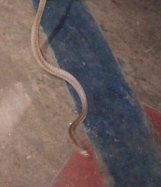 yolo_annotate_snake Object Detection Dataset and Pre-Trained Model by thisisnew