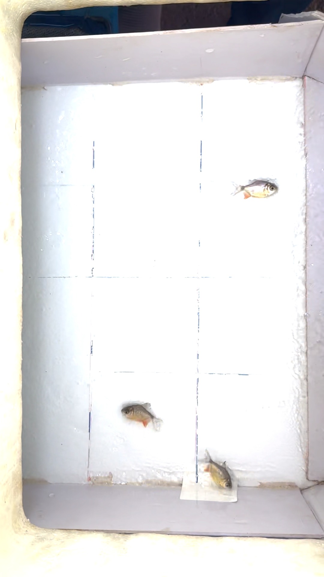 800 imagens fish Object Detection Dataset and Pre-Trained Model by 200 ...