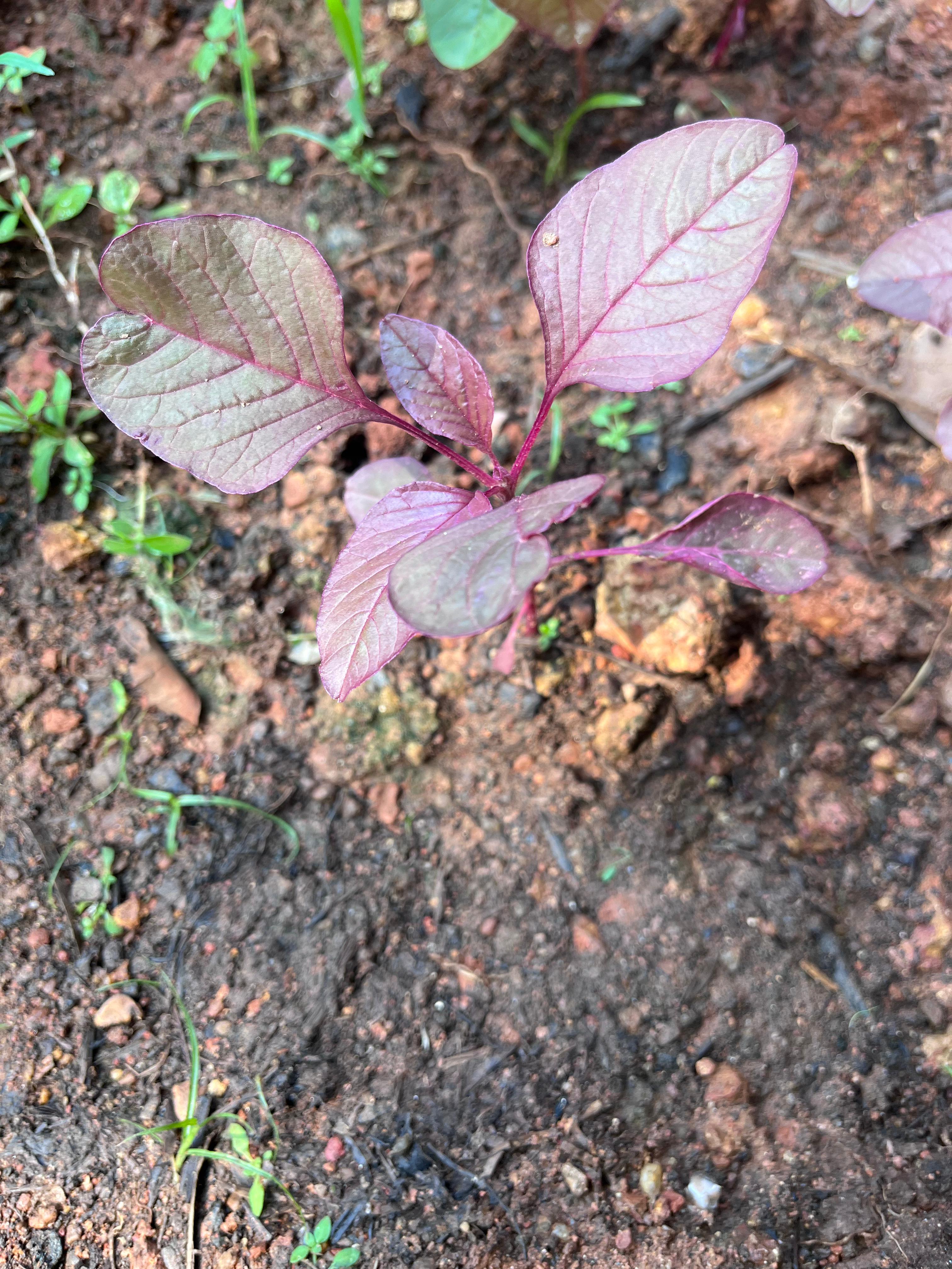 WEED DETECTION Object Detection Dataset by jurioke