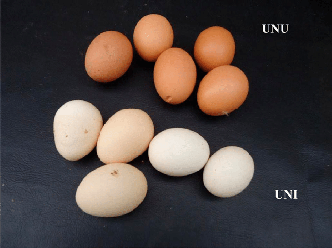 final merge Object Detection Dataset by Egg segmentation