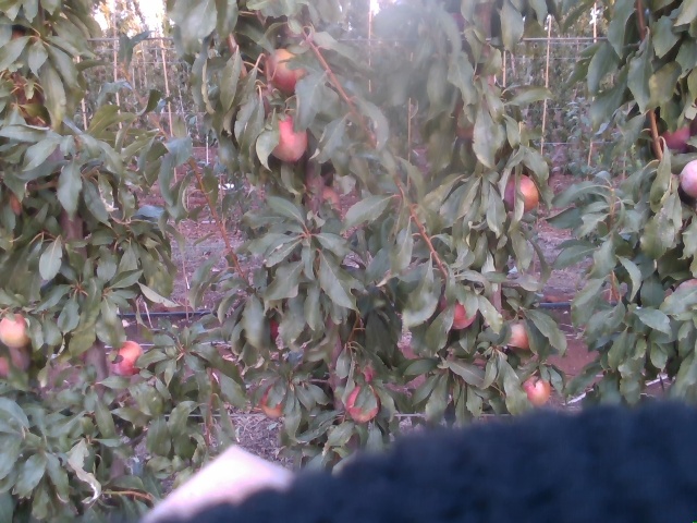 Plum Detection Object Detection Dataset By University Of Adelaide