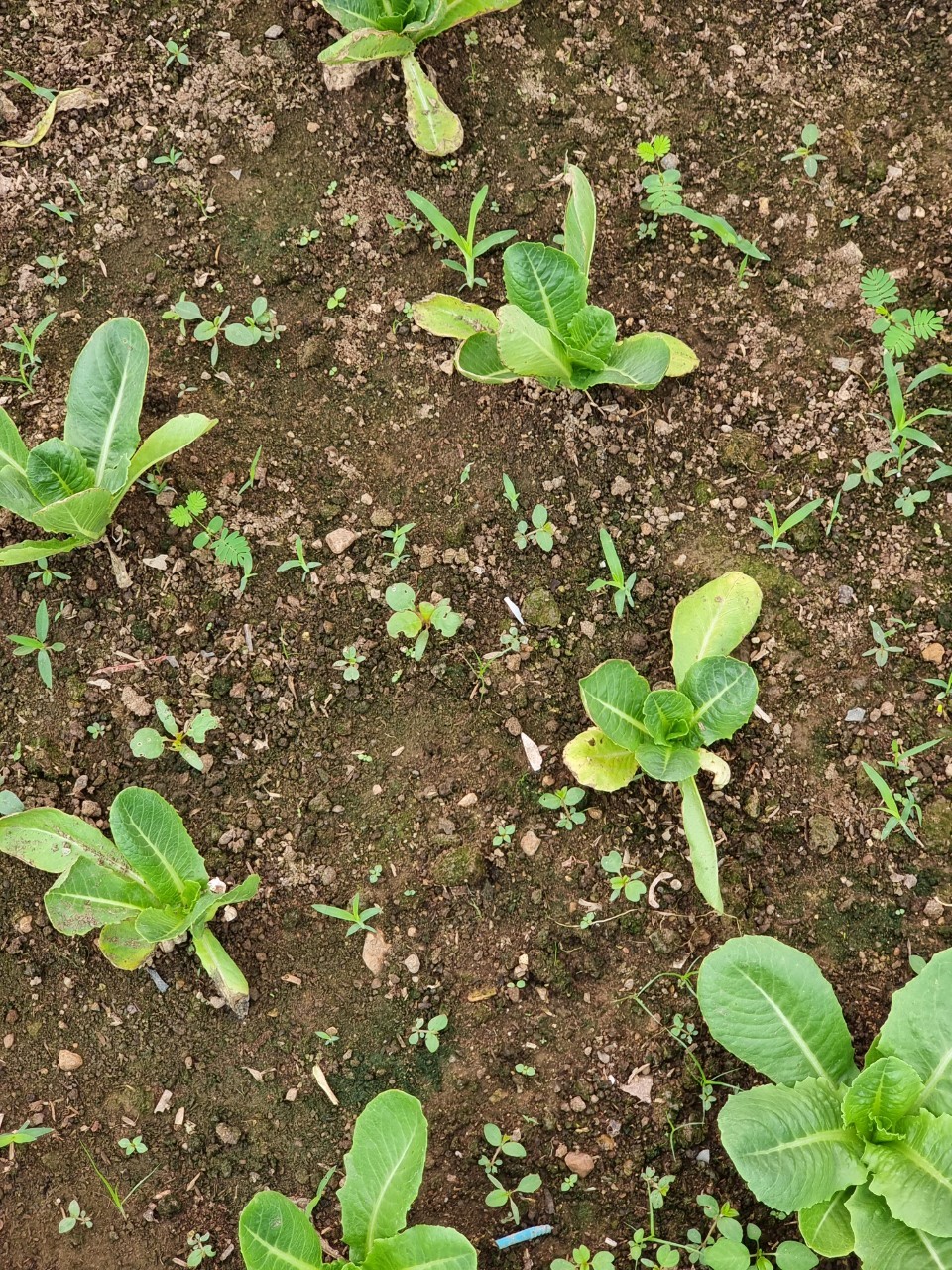 Weeds_detectionV4 Instance Segmentation Model by WeedsDetection