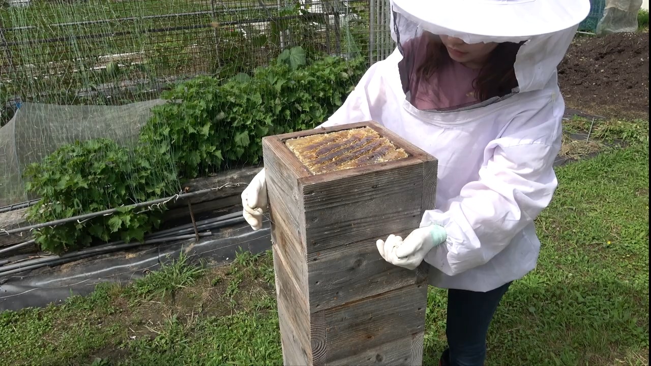 Hornet Object Detection Dataset by HYWUburdle