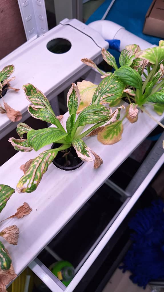 Bok choy sick Object Detection Dataset by FYP IOT