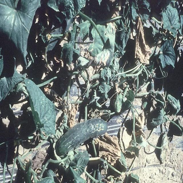 leaf Detection Object Detection Dataset and Pre-Trained Model by St Aloysius Institute of ...