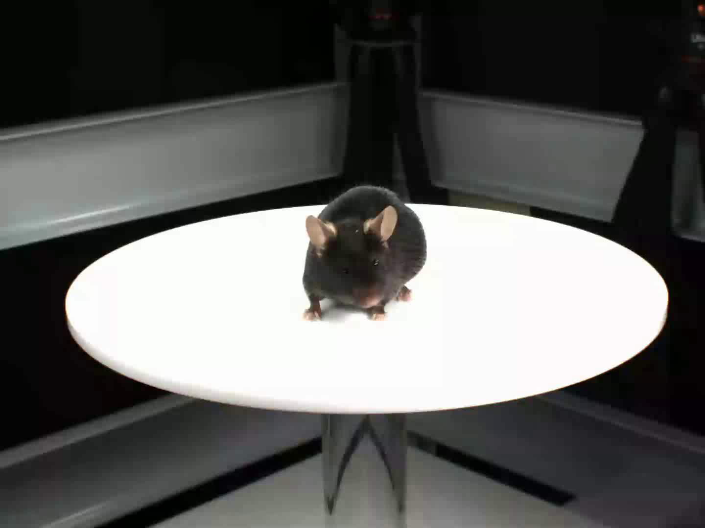 Mouse Instance Segmentation Dataset and Pre-Trained Model by Mouse