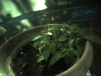 Chili-v1 Object Detection Dataset and Pre-Trained Model by OCRModelGodentist