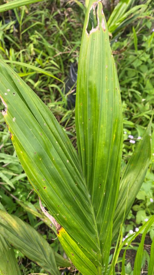 Palm Oil Leaf Disease Revision Object Detection Dataset V2 Test Dataset By Iktechlab