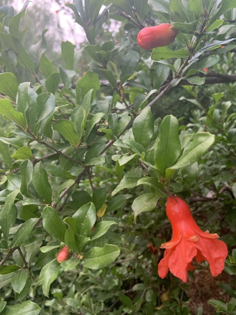 pomegranate Object Detection Model by flower