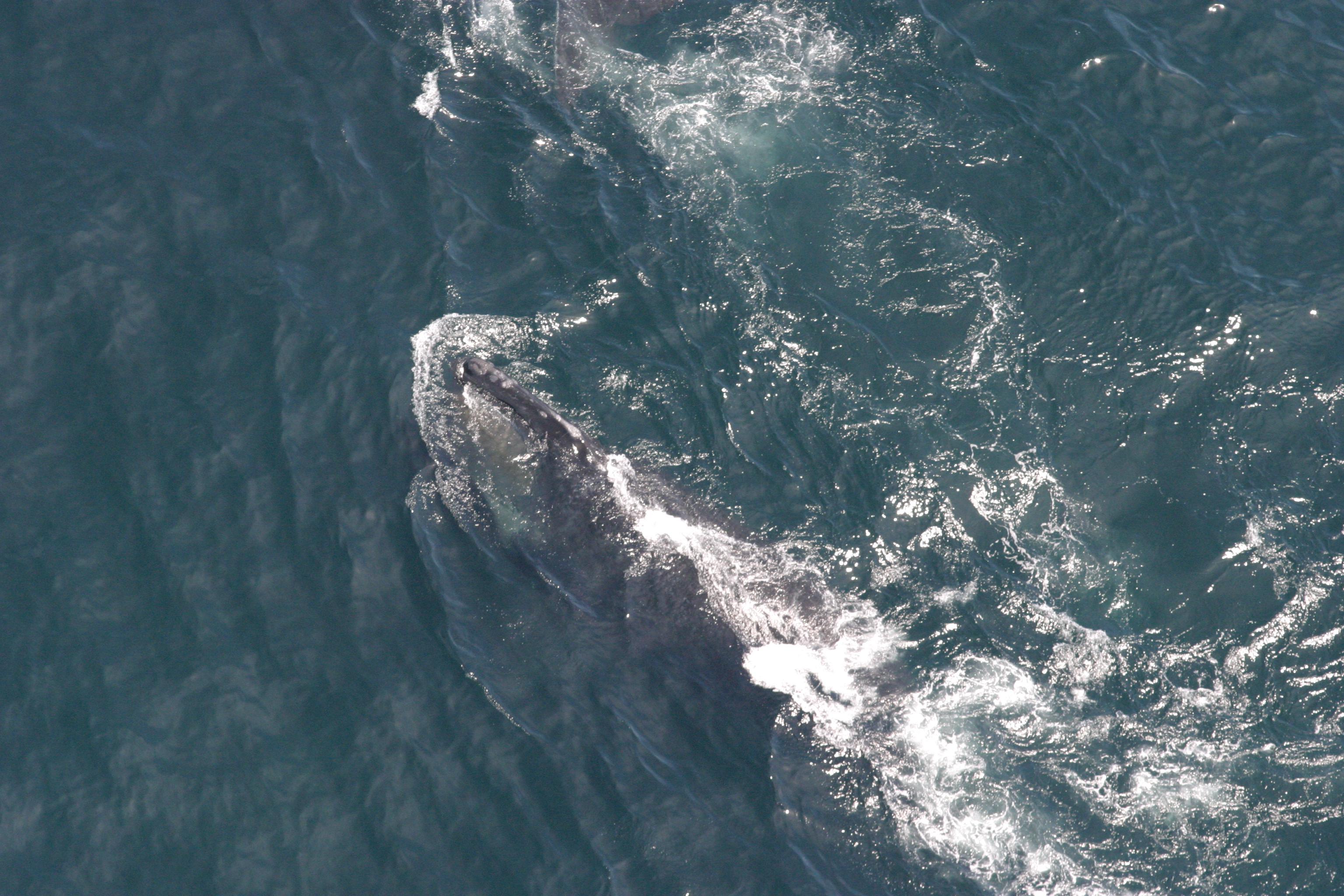 whales Object Detection Model by Whale Detection