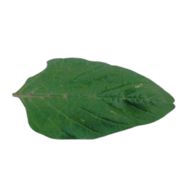 Spinach: Healthy Object Detection Dataset by HydroMAC