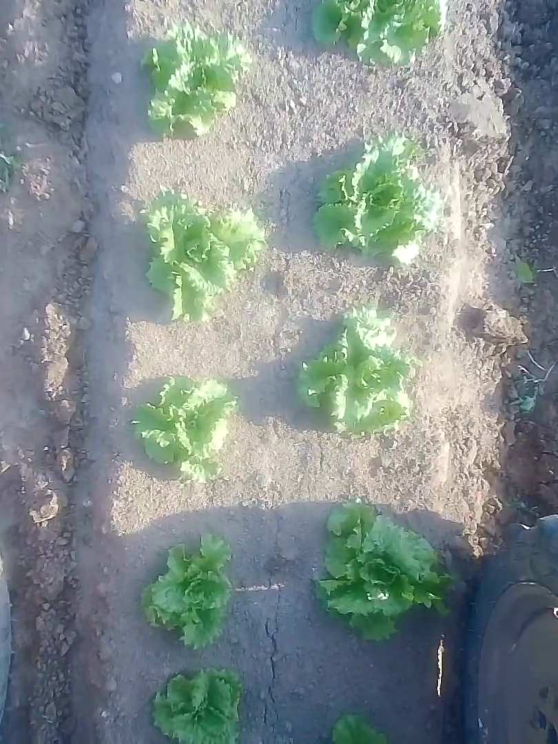 Lettuce: Healthy Object Detection Dataset by HydroMAC