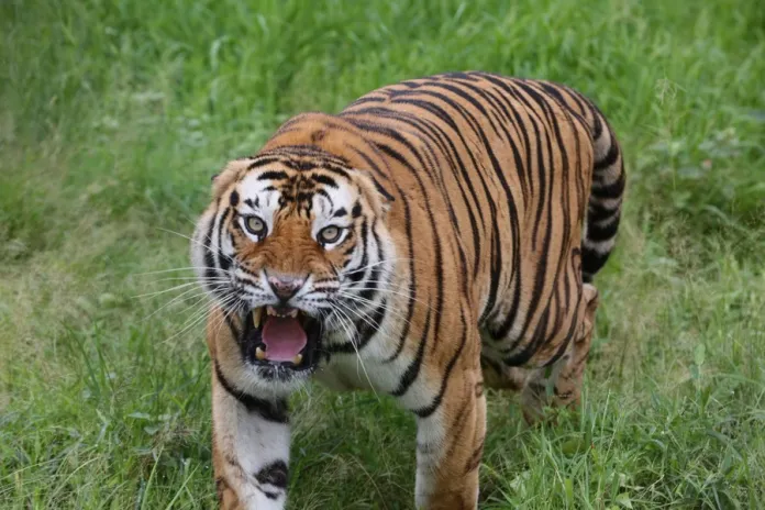 Tiger er Object Detection Dataset by aa