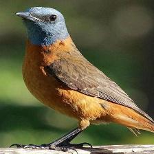 bird Object Detection Dataset by wilhelm