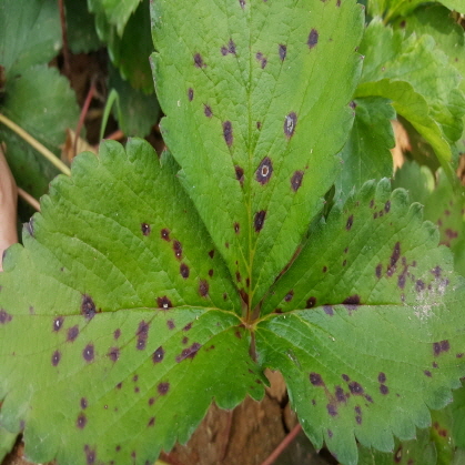 leather-rot Object Detection Dataset by MTSU