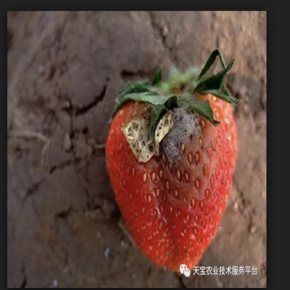 Botrytis--fruit-rot Object Detection Dataset by MTSU