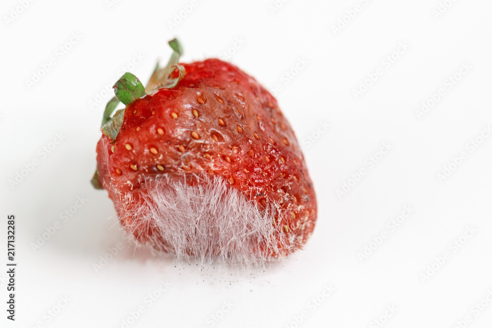 Mucor fruit rot Object Detection Dataset by MTSU