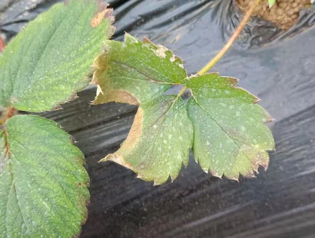 Brown tip Object Detection Dataset by MTSU