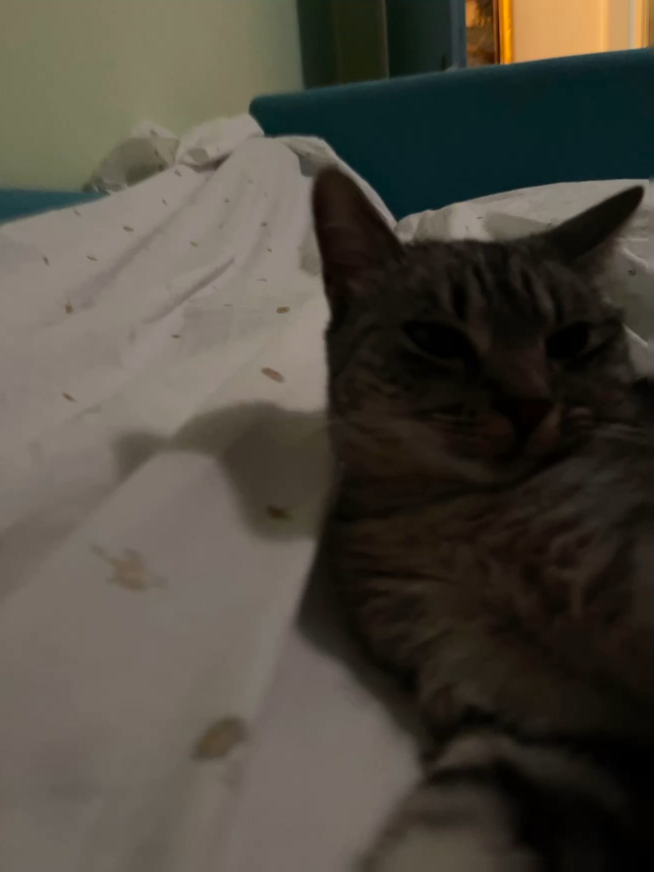 Custom Workflow Object Detection Object Detection Dataset by gatti