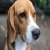 Beagle Object Detection Dataset by label dog